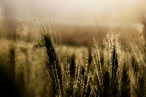 Beautiful Morning Photography | Incredible Snaps