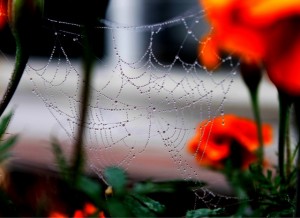 55 Stunning Dew Drop Photographs | Incredible Snaps
