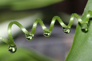 55 Stunning Dew Drop Photographs | Incredible Snaps