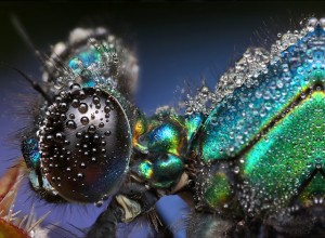 55 Stunning Dew Drop Photographs | Incredible Snaps