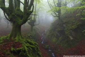 45 Deep Forest Photographs | Incredible Snaps