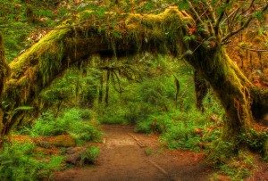 45 Deep Forest Photographs | Incredible Snaps