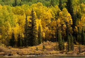 45 Deep Forest Photographs | Incredible Snaps