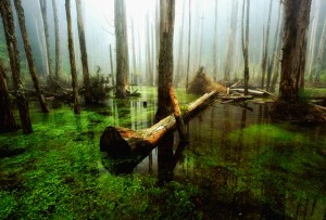 45 Deep Forest Photographs | Incredible Snaps