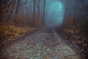 45 Deep Forest Photographs | Incredible Snaps