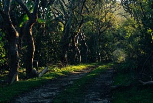 45 Deep Forest Photographs | Incredible Snaps