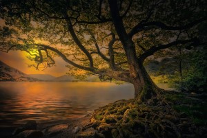 Tree Photographs | Incredible Snaps