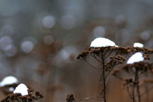 40 Beautiful Snow Pictures | Incredible Snaps