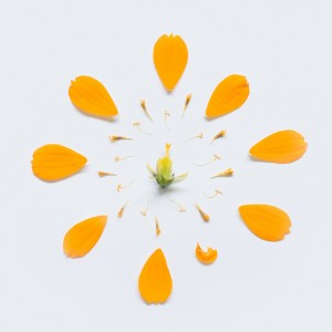 Excellent Arrangement of Exploded Flowers | Incredible Snaps