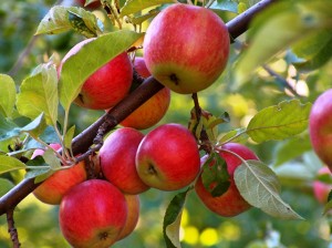 Beautiful Apple Tree Photos | Incredible Snaps