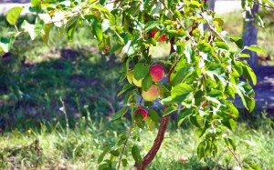 Beautiful Apple Tree Photos | Incredible Snaps