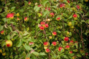 Beautiful Apple Tree Photos | Incredible Snaps