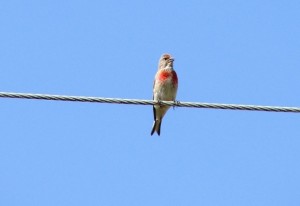 35 Amazing Photographs of Transylvania | Incredible Snaps