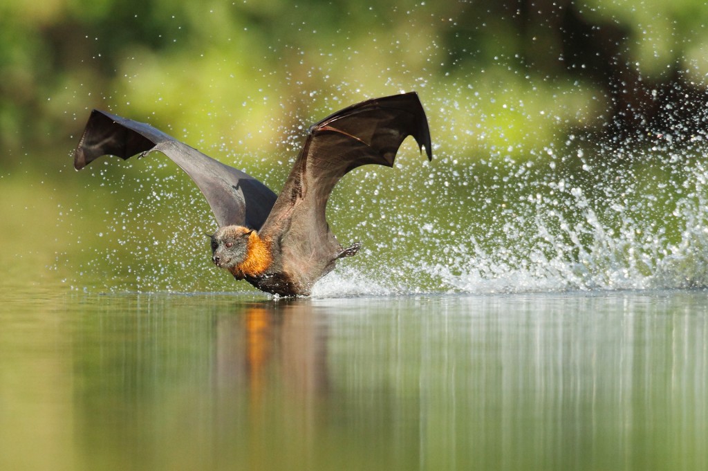Flying Fox Photos | Incredible Snaps
