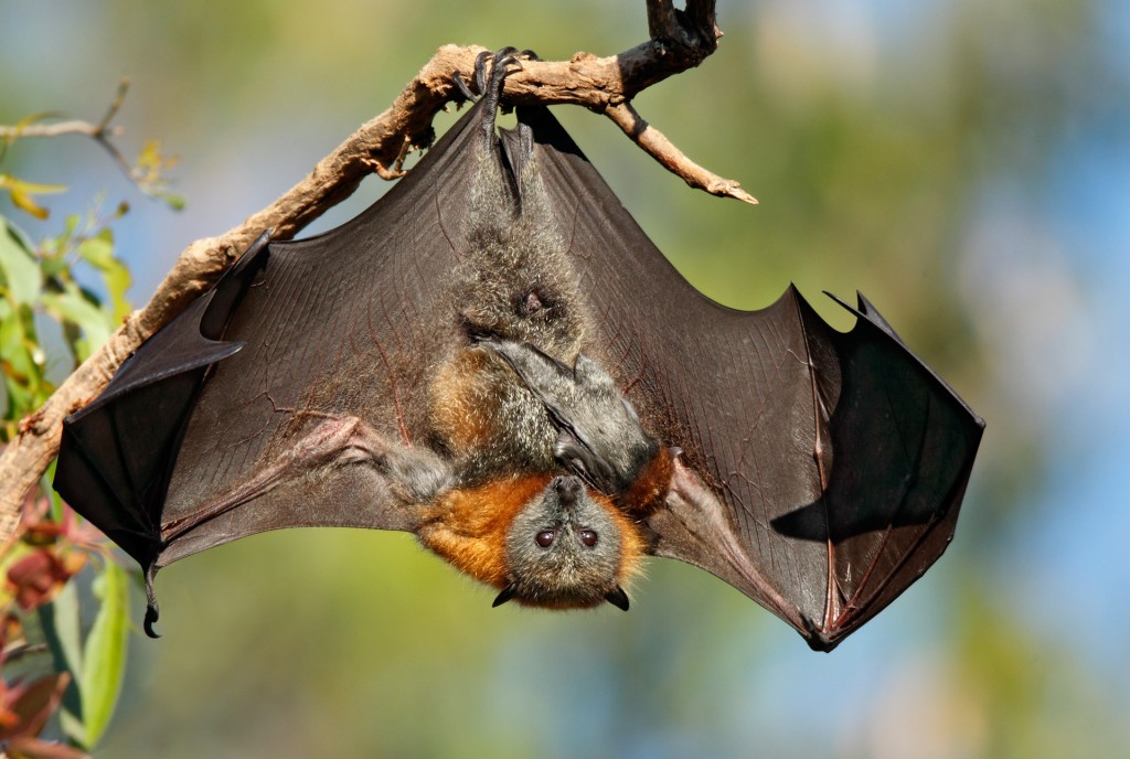 Flying Fox Photos | Incredible Snaps