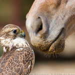 Bubble Photography by Richard Heeks | Incredible Snaps